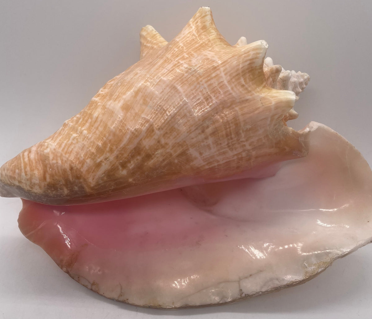 Large Conch Shell 6" opening – The Puzzle Piece